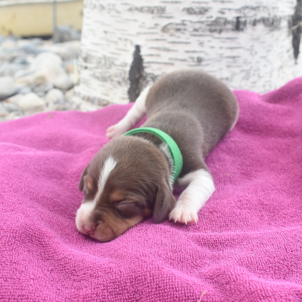Chocolate Tri-Beagle Puppy » Jacobson Kennel