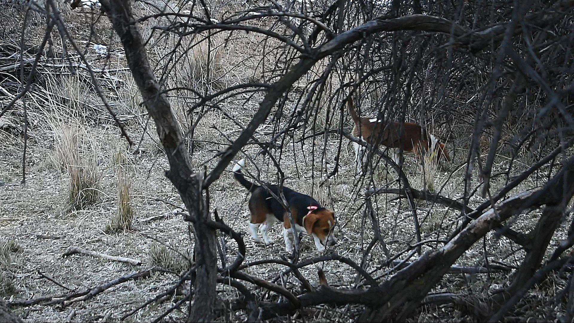 Beagle Pack » Jacobson Kennel