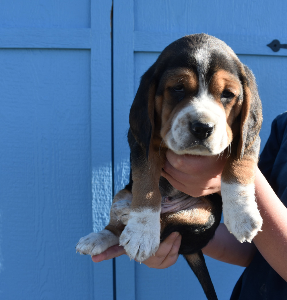 Beagle Tricolor Puppies - What too Look For » Jacobson Kennel