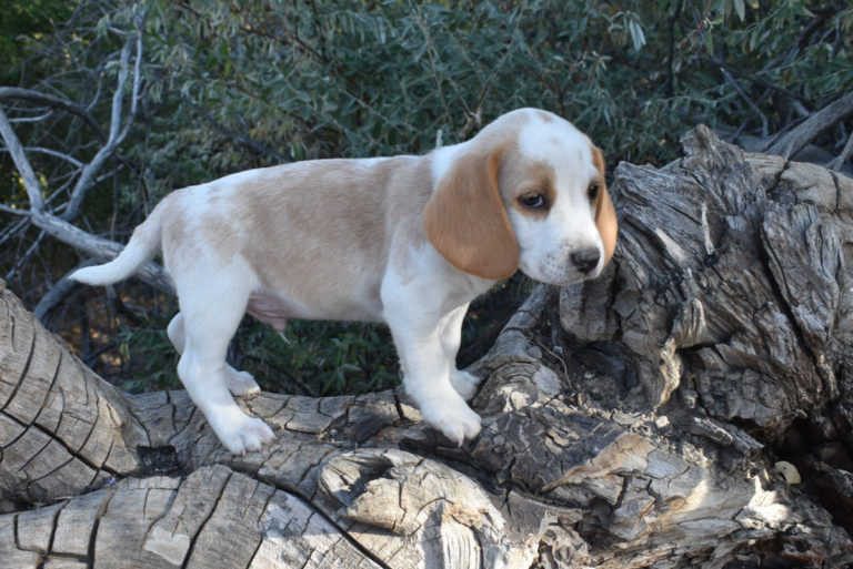Lemon Beagle Puppies for Sale! » Jacobson Kennel