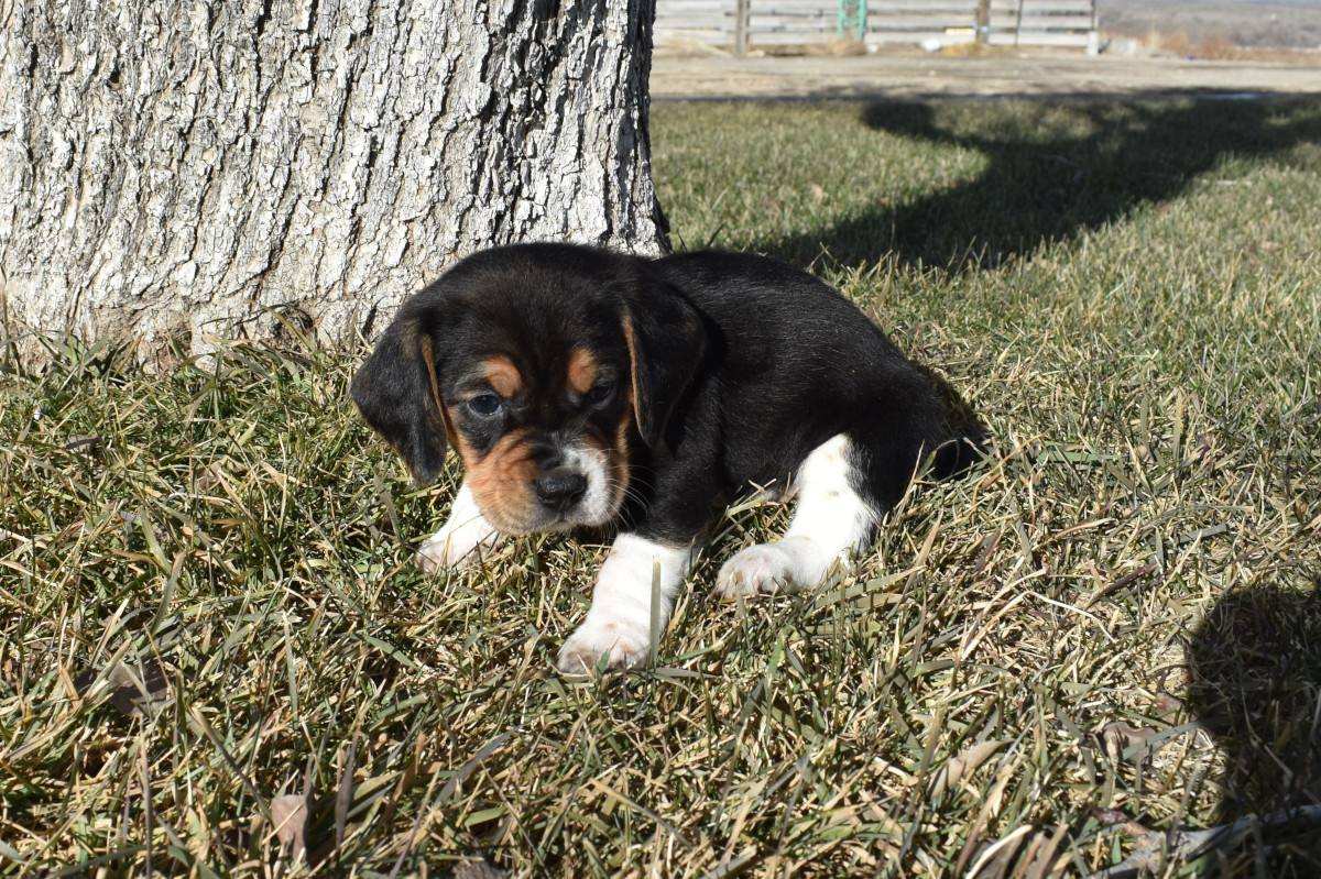 Baby Beagle Puppies » Jacobson Kennel