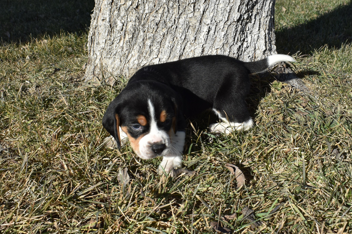 Baby Beagle Puppies » Jacobson Kennel